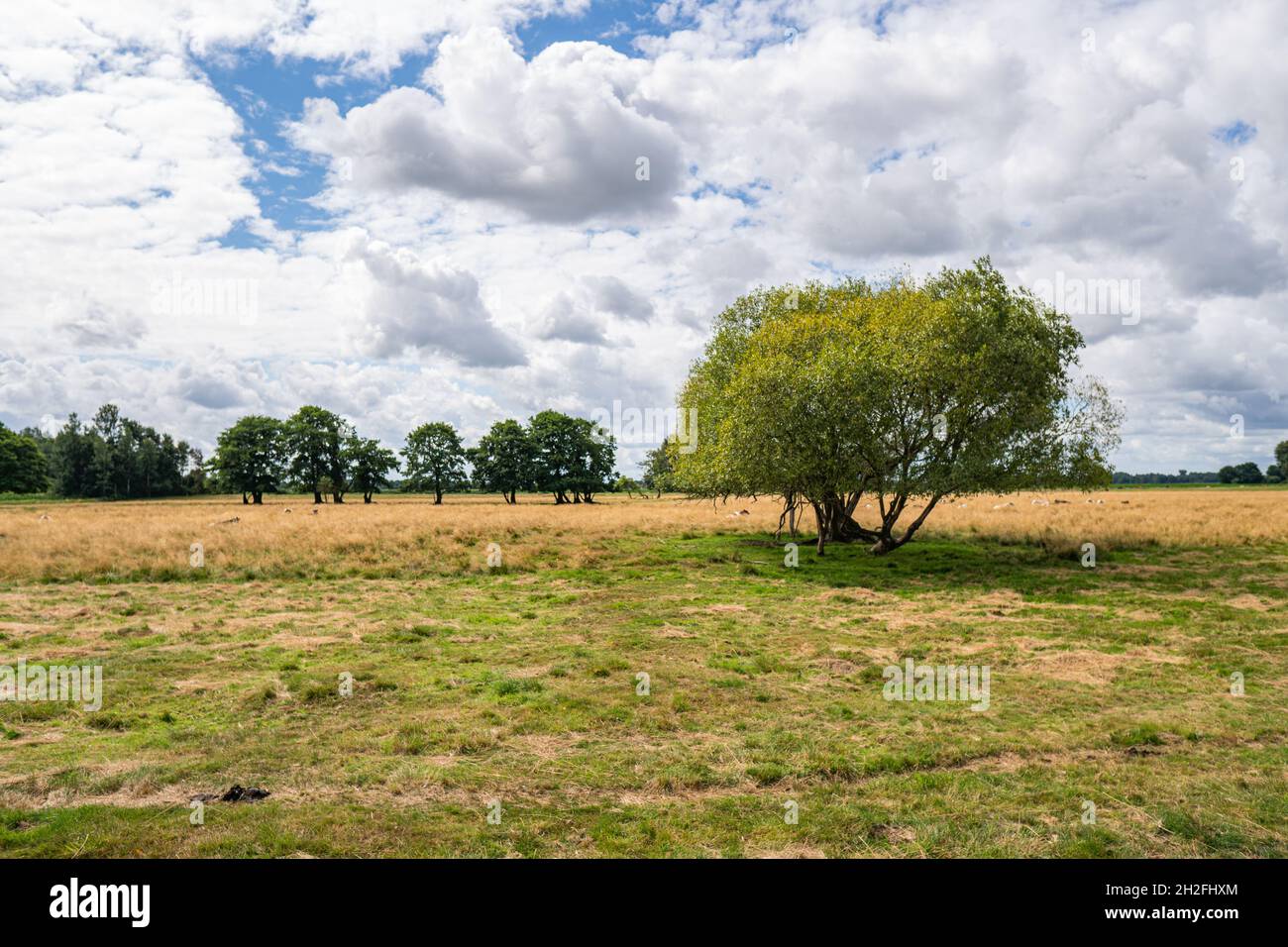Great green grass field and golden wheat with white sky at borgfelder ...
