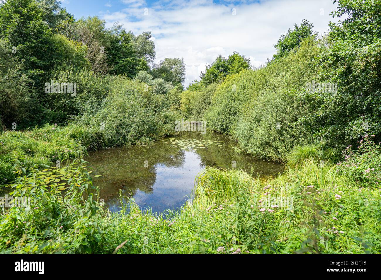 small lake surrounded by green at borgfelder wümmewiesen, biggest ...