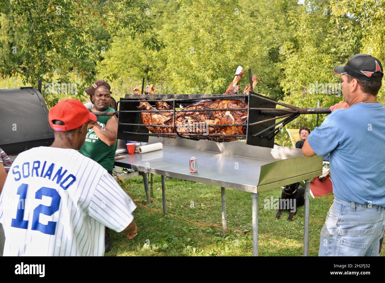 Moving the heavy spit-roasted whole pig hog to preparation table ...