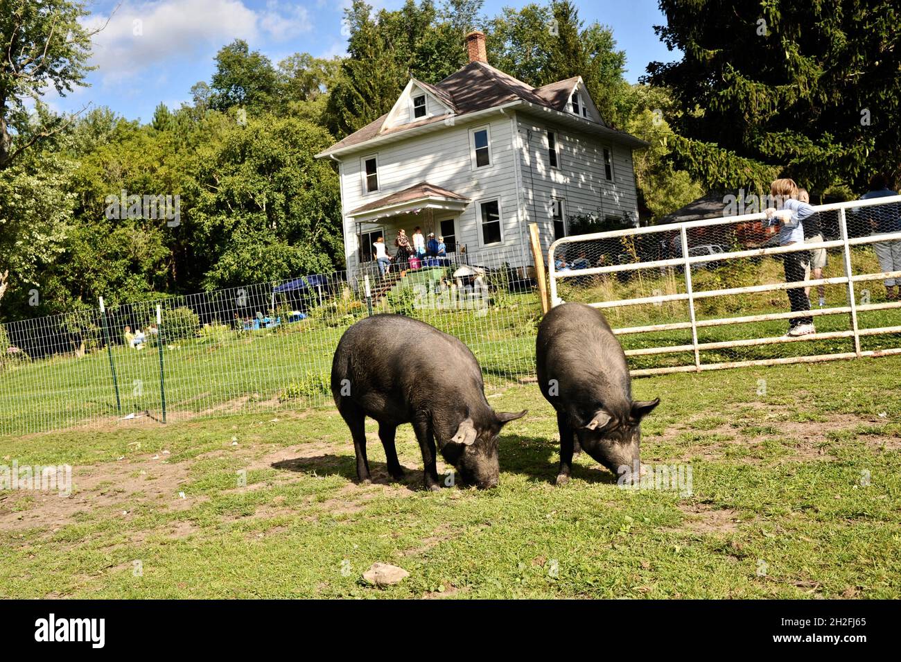 Two pastured raised pigs hogs in a field on a Midwestern farm with ...
