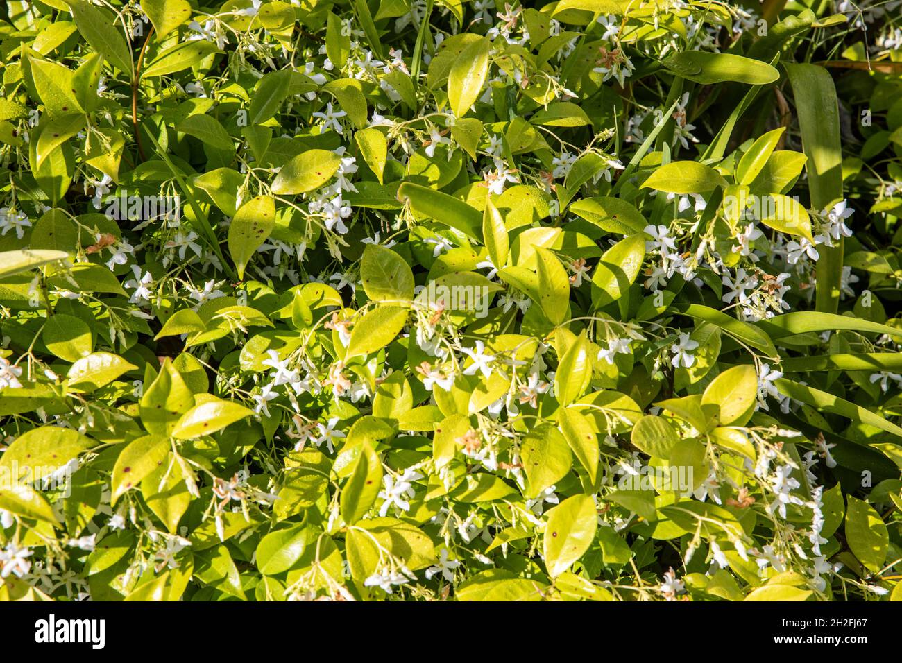 Confederate jasmine trachelospermum jasminoides hi-res stock ...