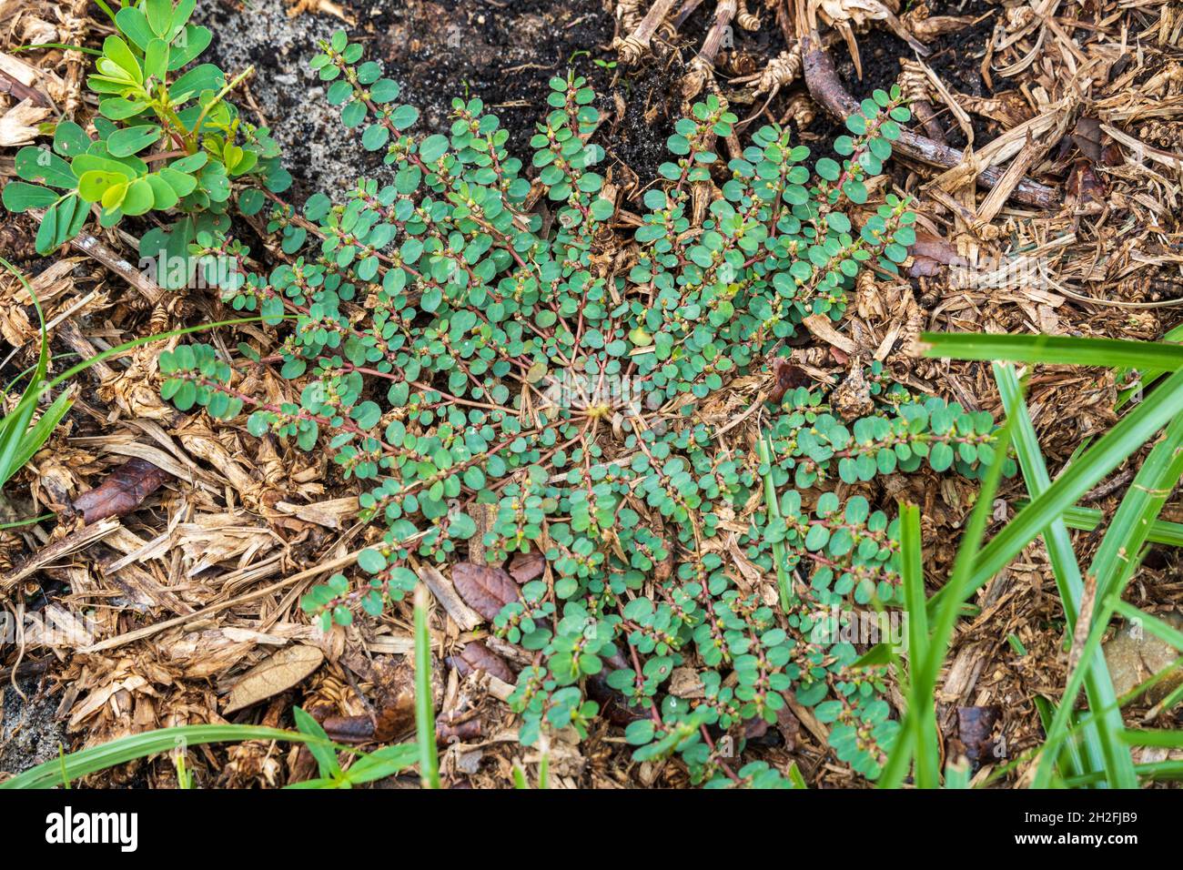 Spotted Spurge