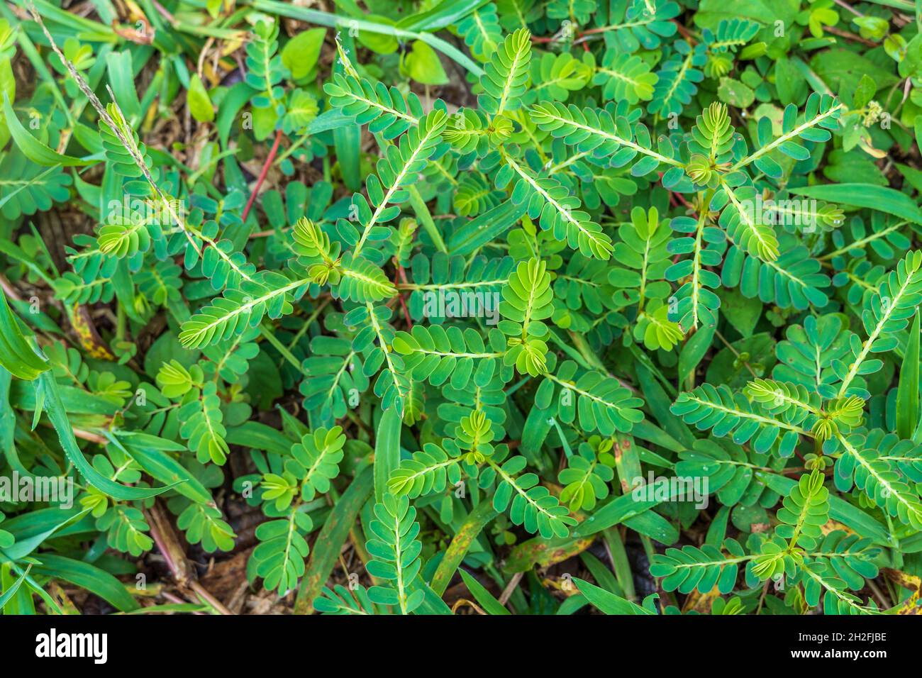 Chamber bitter (Phyllanthus urinaria) - Homosassa, Florida, USA Stock ...