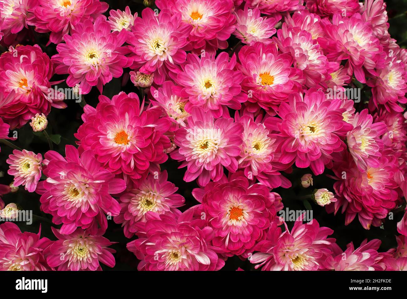 Closeup background of pink and white garden mums Stock Photo - Alamy