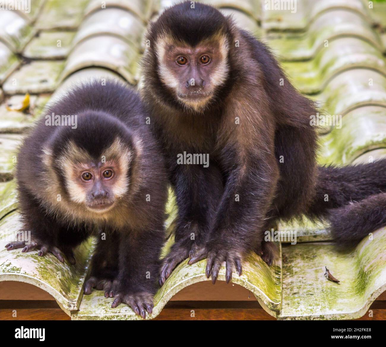 Capuchin monkeys on the roof Stock Photo - Alamy