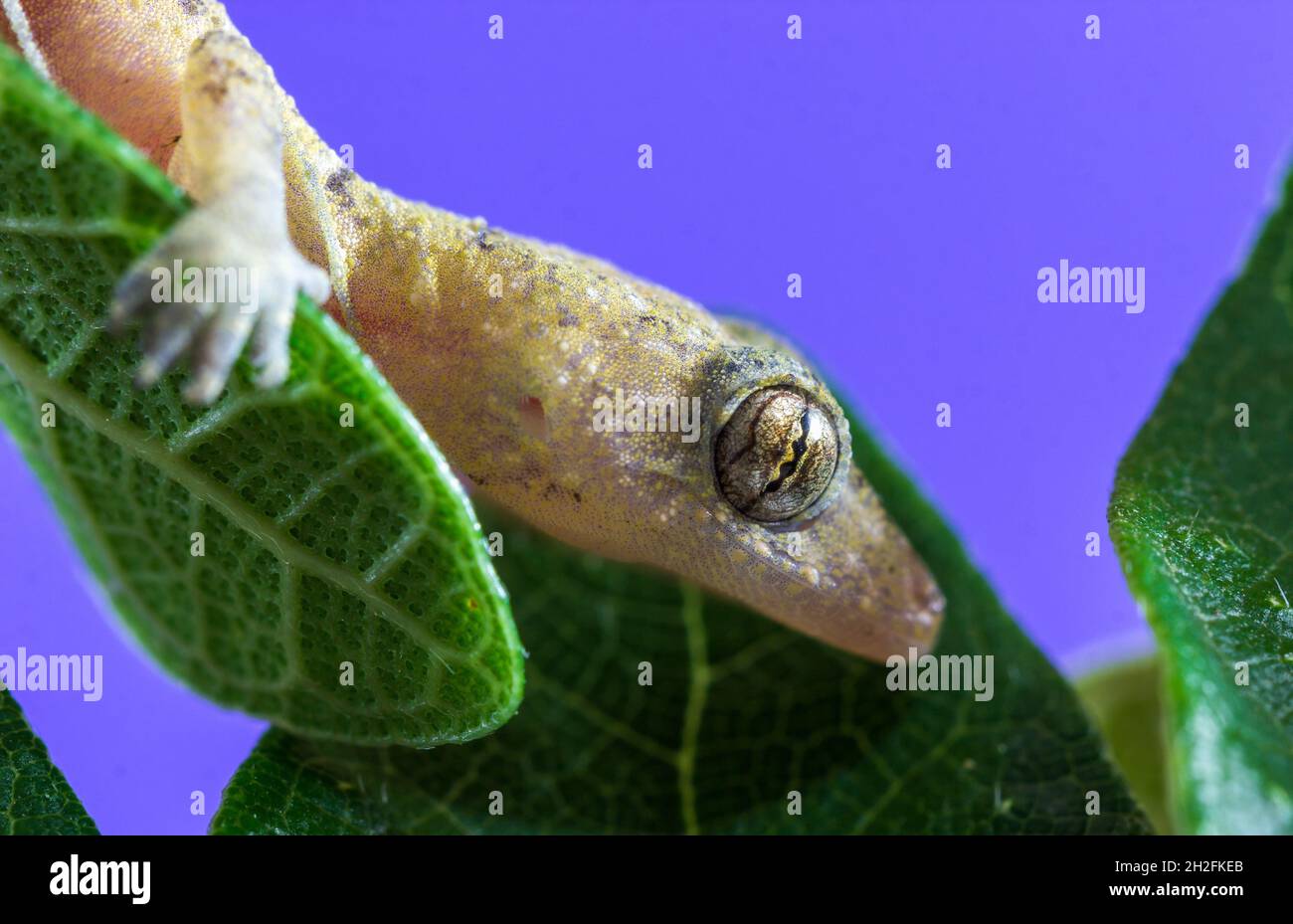 Closeup of lizards face Stock Photo - Alamy