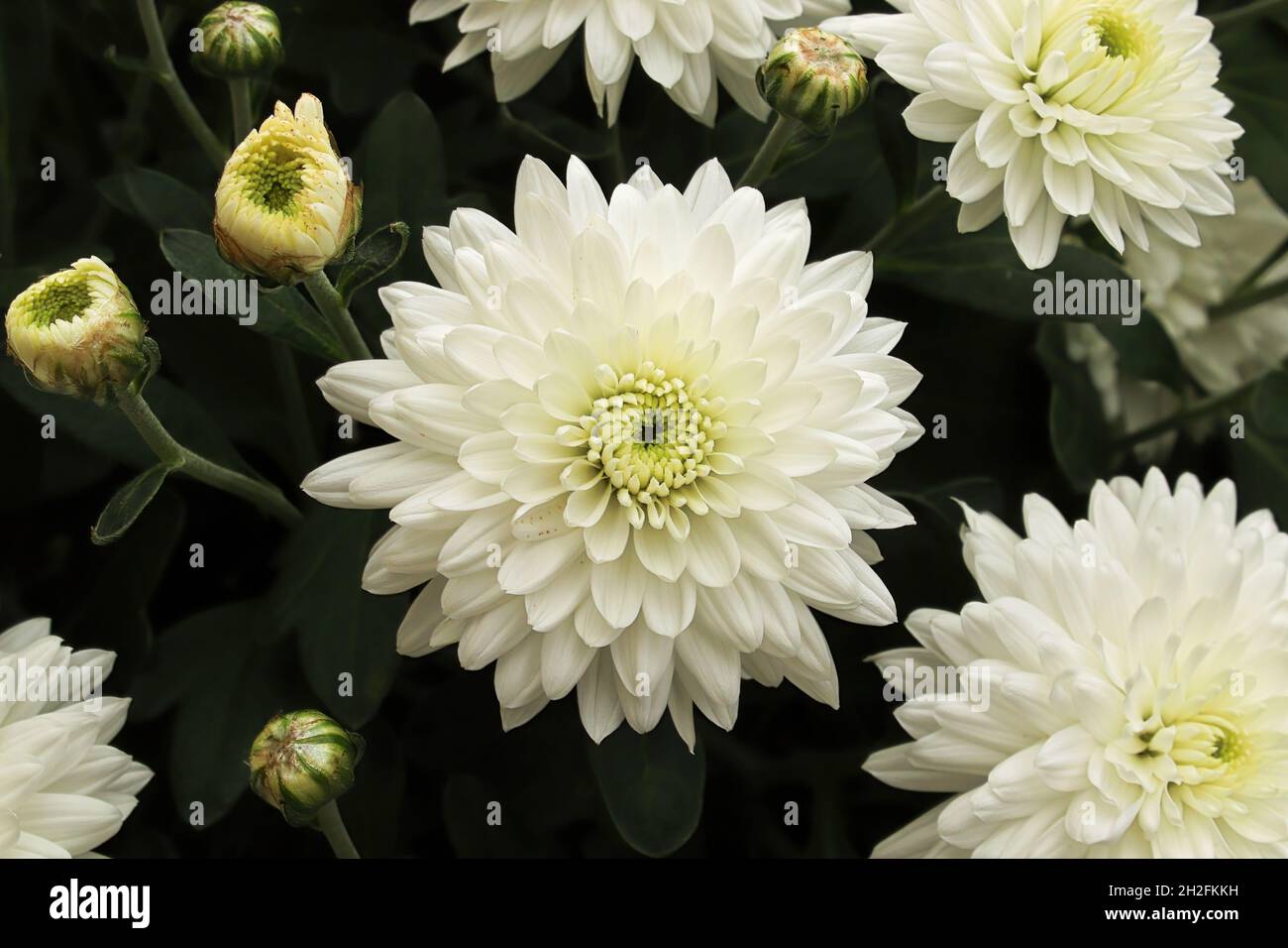 A background of white garden mums growing Stock Photo - Alamy