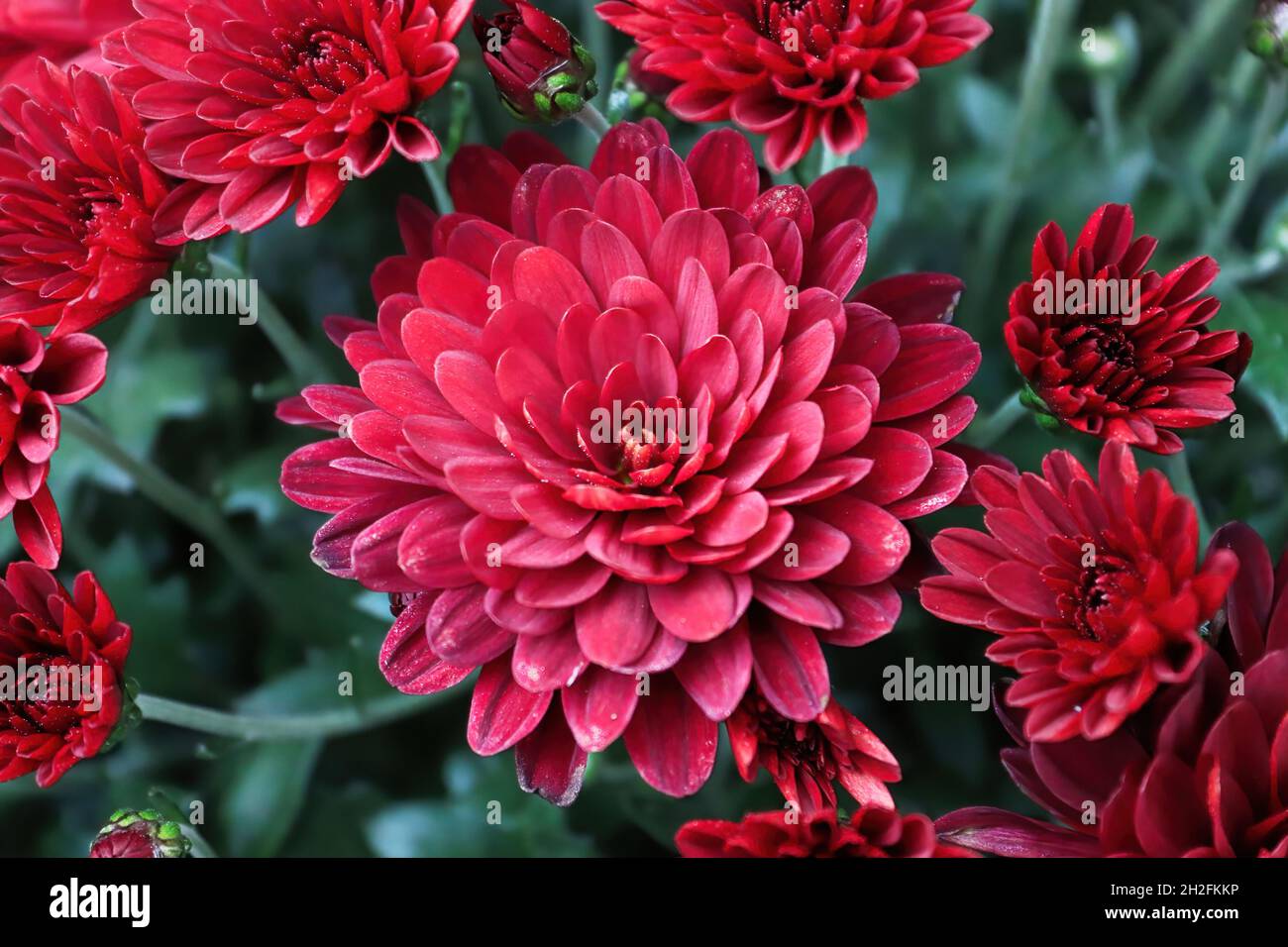 Hardy garden mums hi-res stock photography and images - Alamy