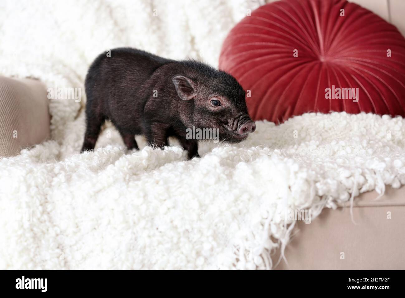Black Miniature Pigs