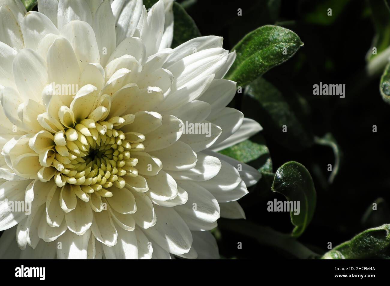 Macro of a side view of a white garden mum Stock Photo - Alamy
