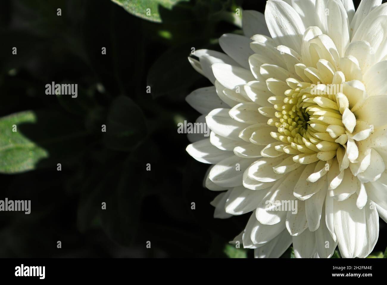 Macro of a side view of a white garden mum Stock Photo - Alamy