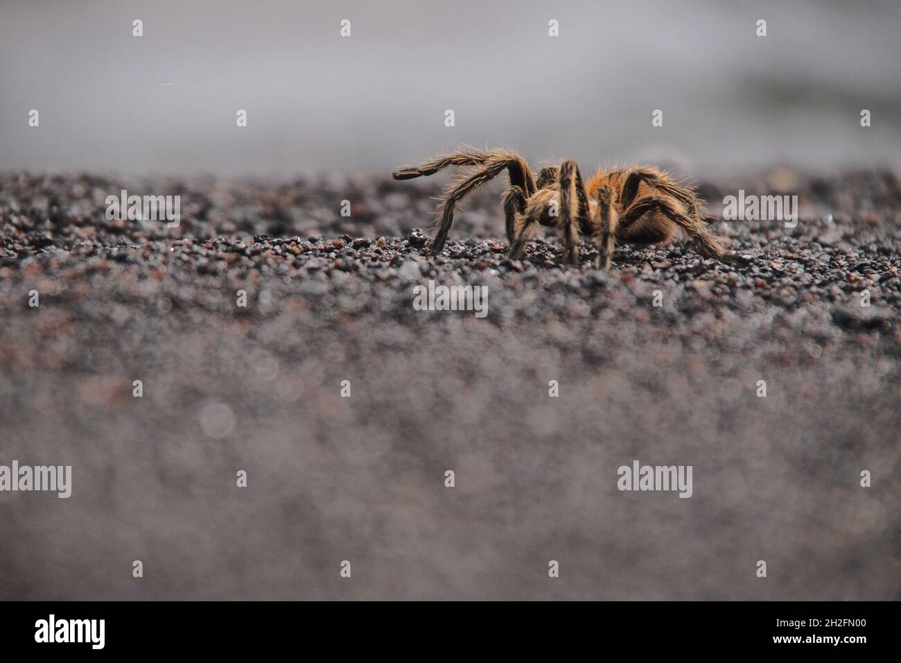 Small tarantula on the stone by the Lago Tromen lake in the background ...