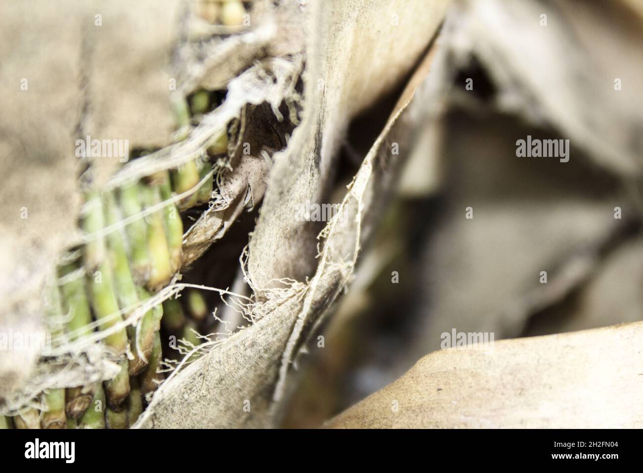 Bamboo plant roots hi-res stock photography and images - Alamy