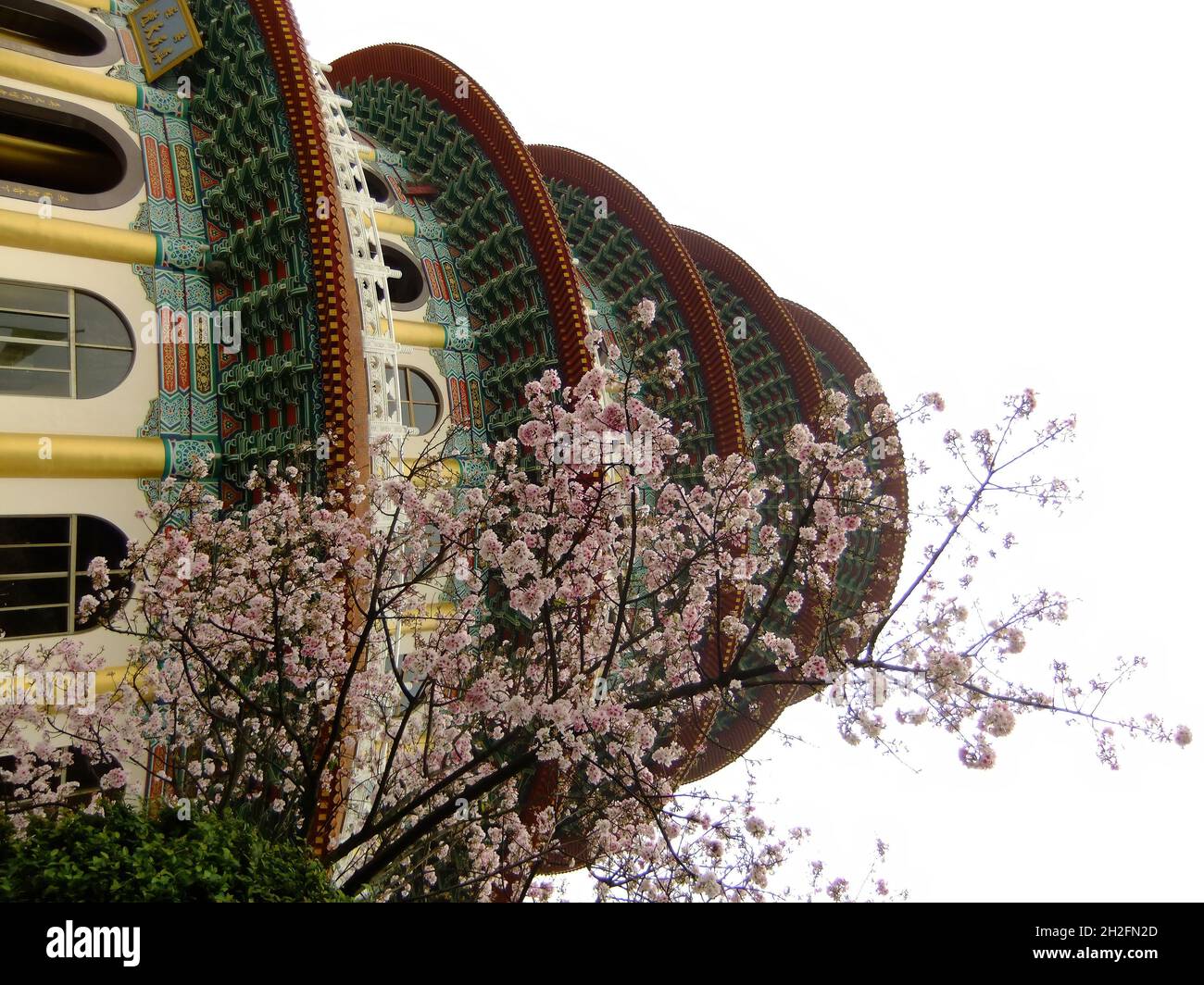 Beautiful view of a tree with cherry blossoms and a tall building on ...