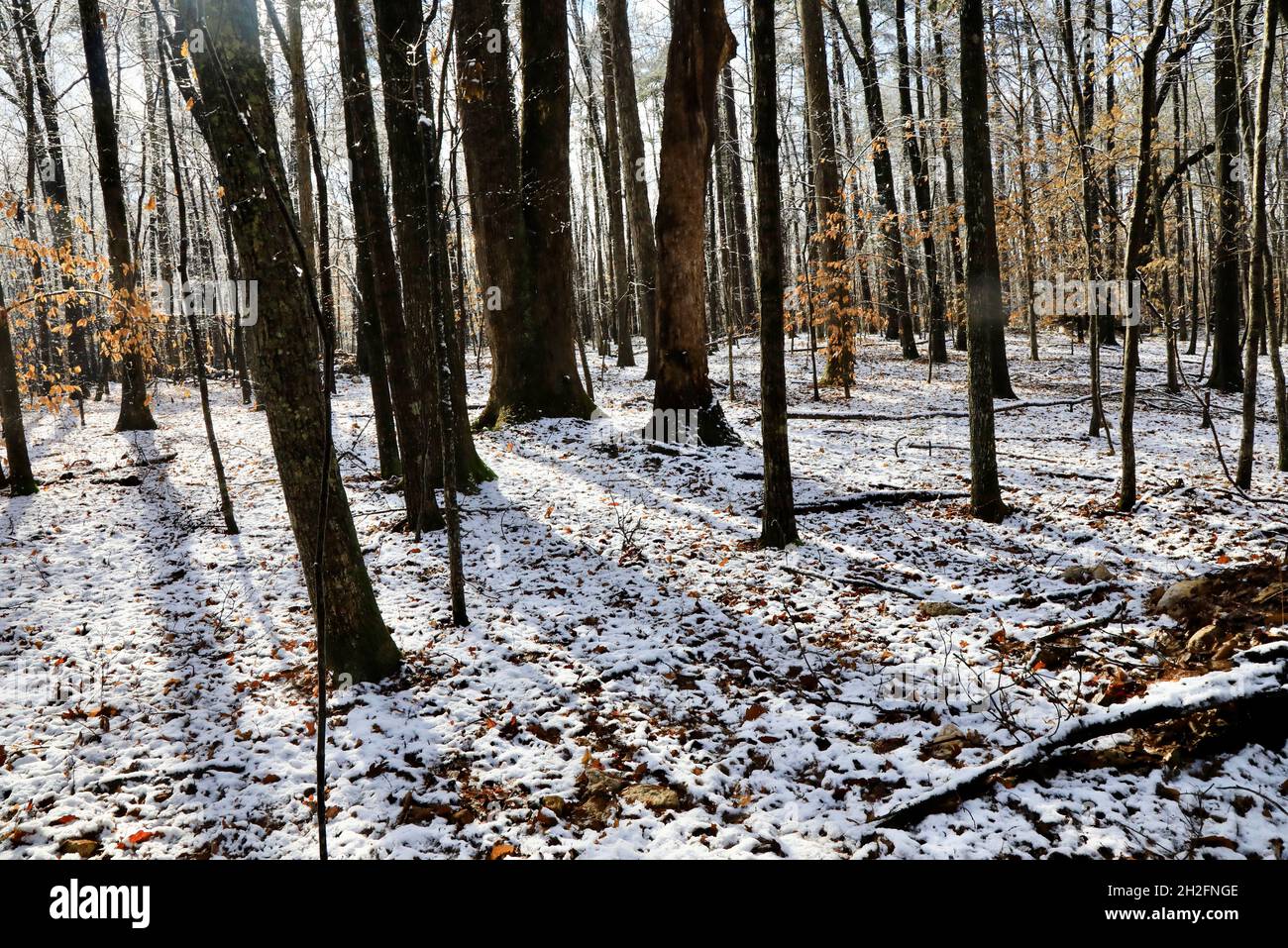 Light snow cover hi-res stock photography and images - Alamy