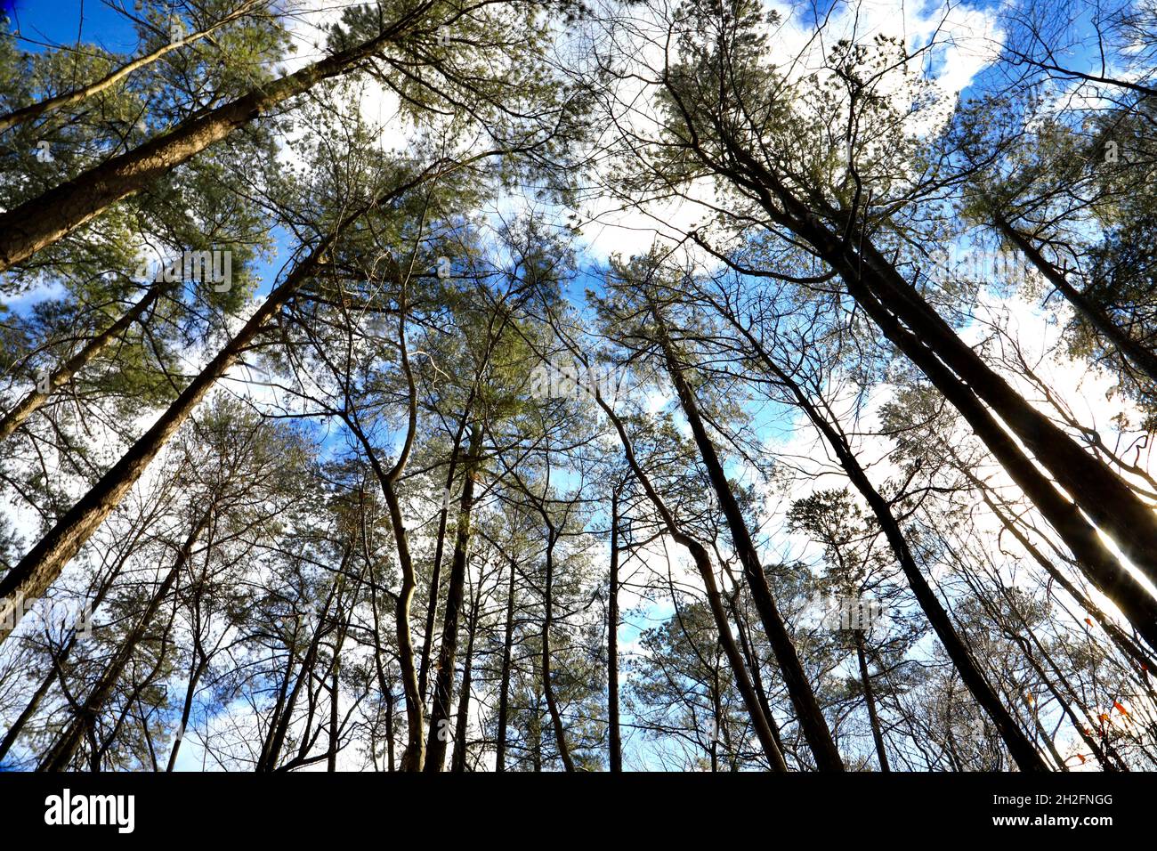 Tall trees lines hi-res stock photography and images - Alamy
