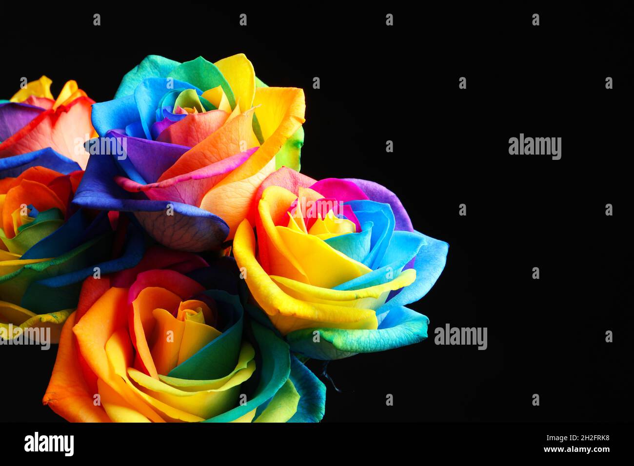 Amazing rainbow rose flowers on black background Stock Photo - Alamy