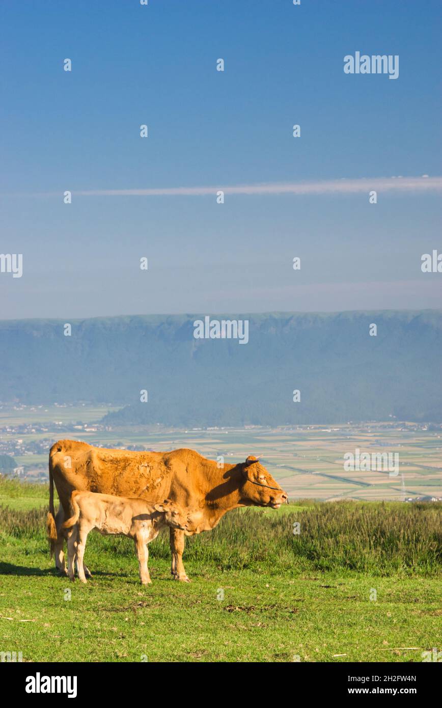 Cow in aso hi-res stock photography and images - Alamy