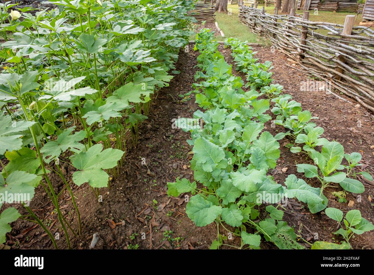 Traditional vegetable garden with woven branch fence Stock Photo - Alamy