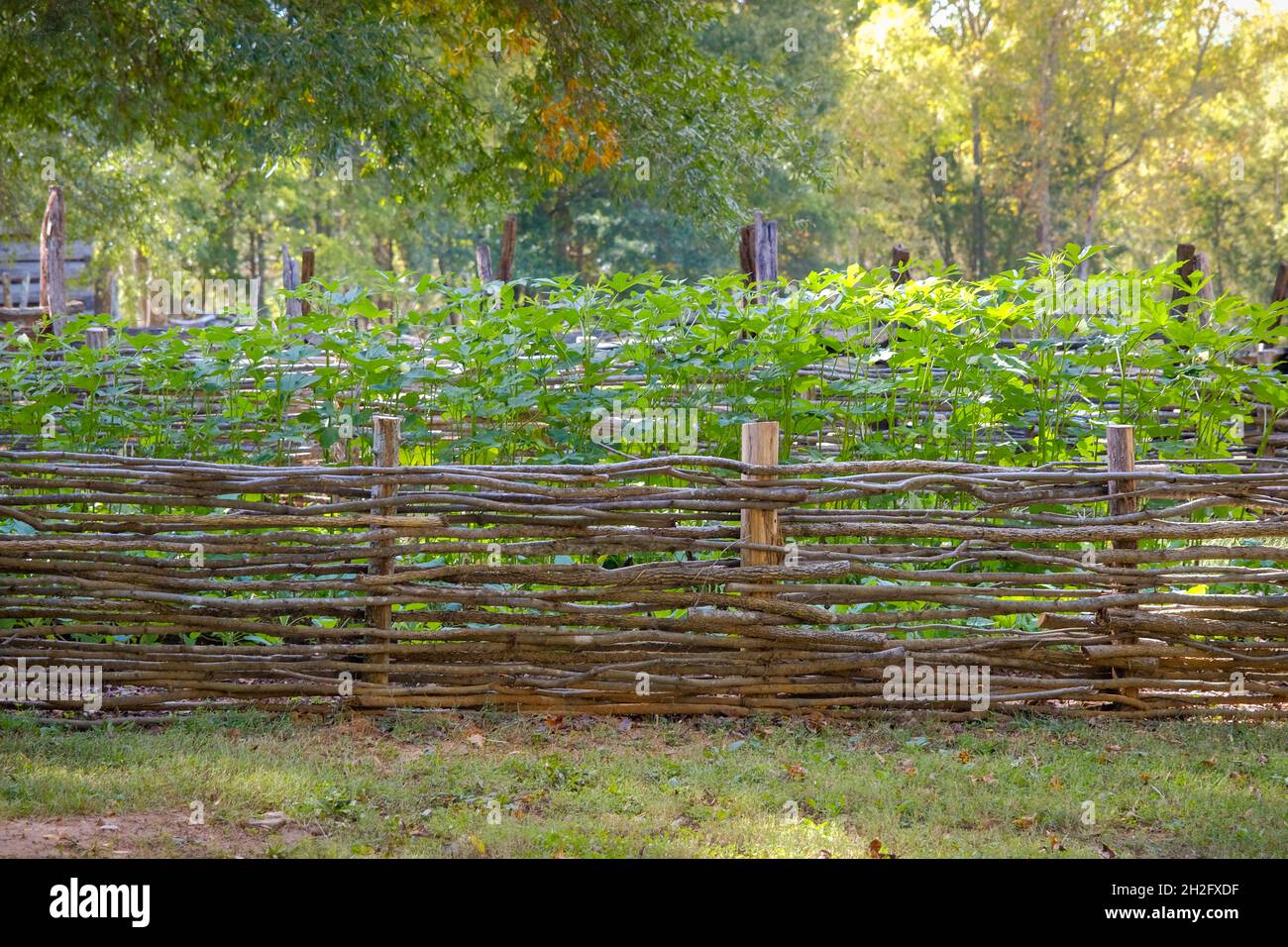 Traditional woven branch fence and vegetable garden Stock Photo - Alamy