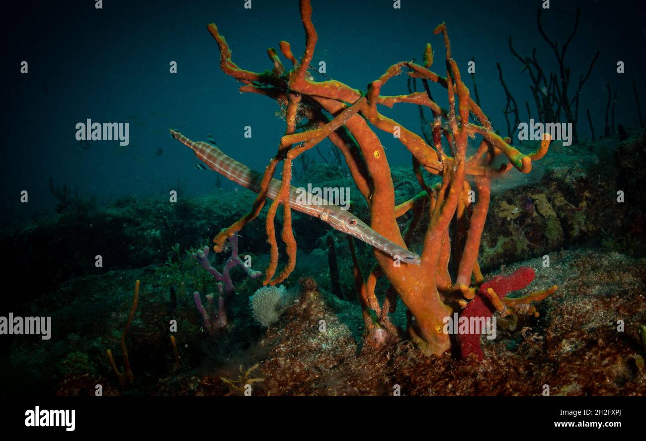Marine life on the reef off the Dutch Caribbean island of Sint Maarten ...