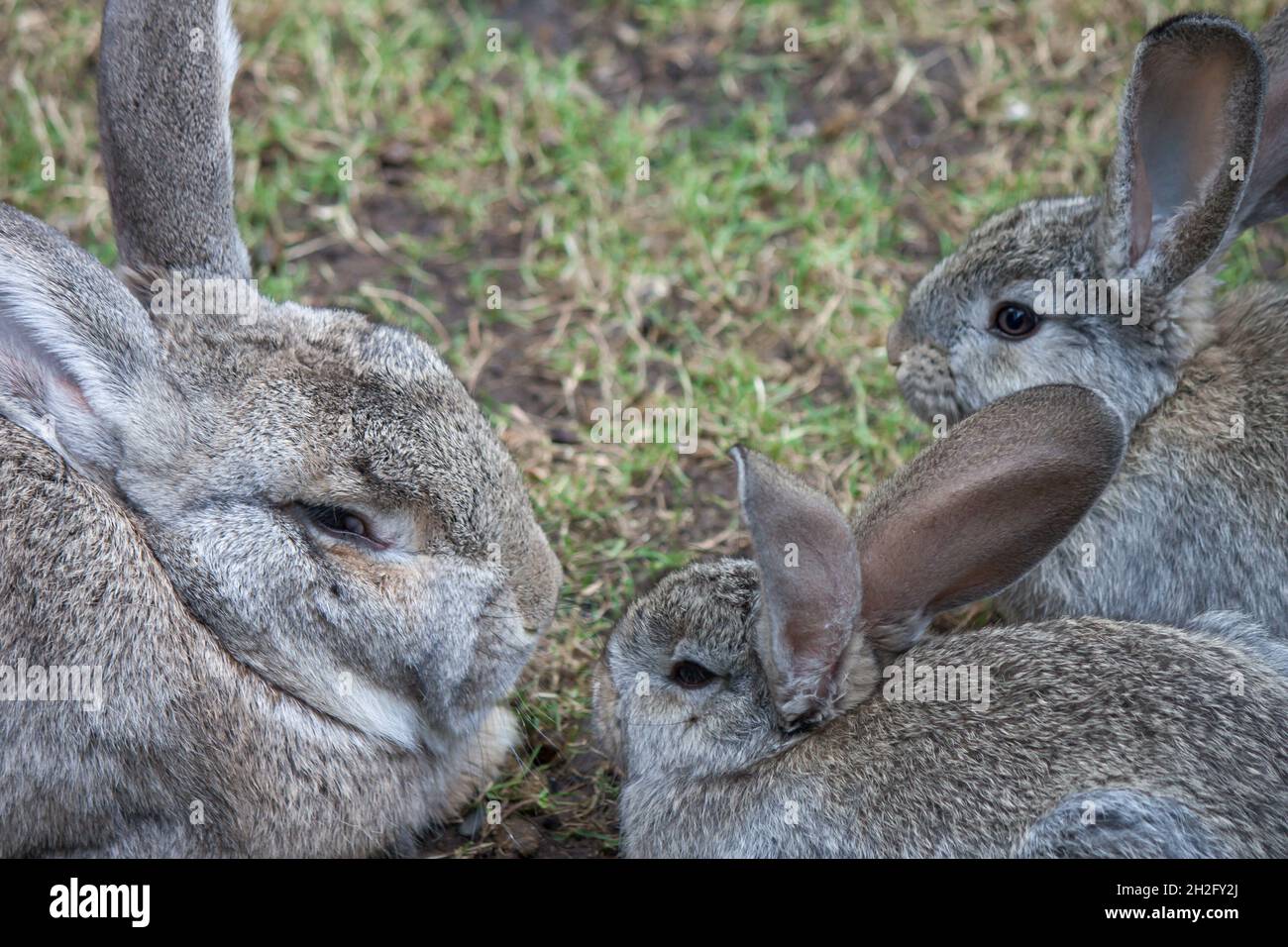 Wild rabbits family hi-res stock photography and images - Alamy