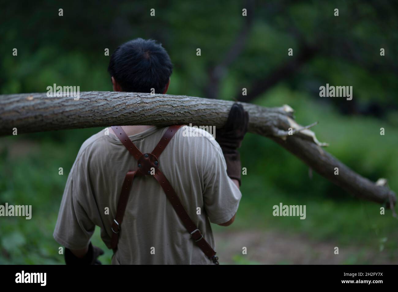 Man Collecting Logs Stock Photo - Alamy