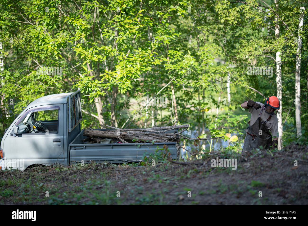Man Collecting Logs Stock Photo - Alamy