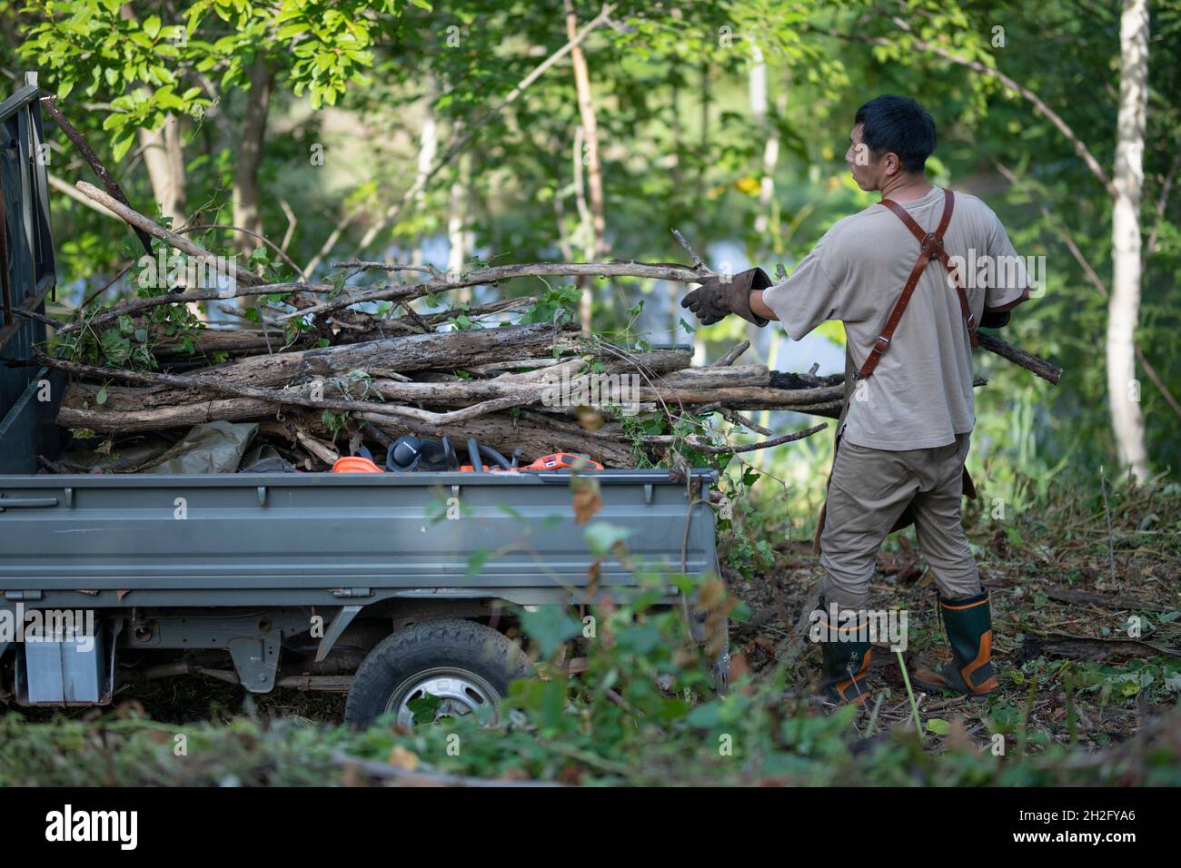 Man Collecting Logs Stock Photo - Alamy