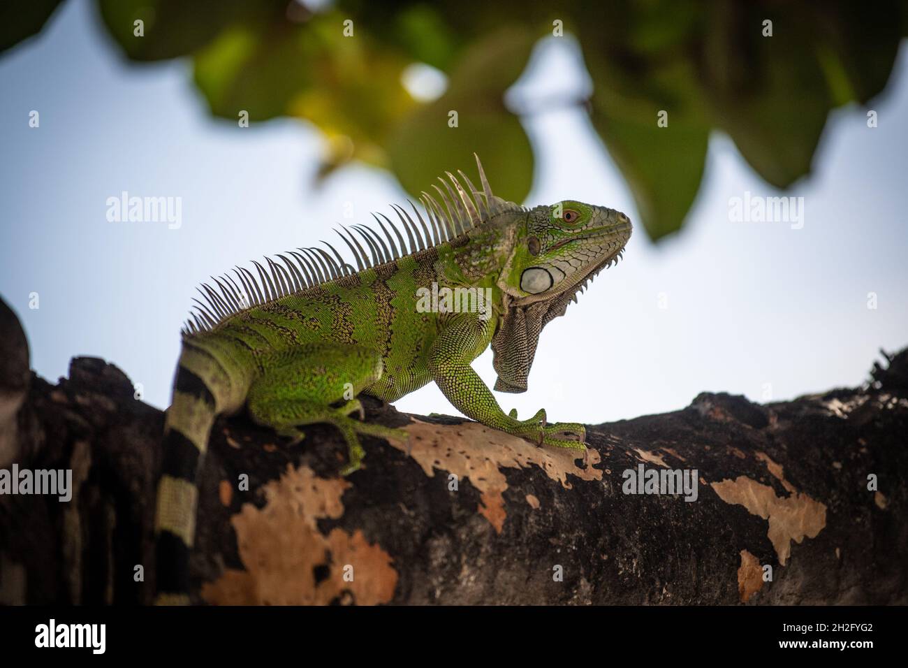 Scary looking animals hi-res stock photography and images - Alamy