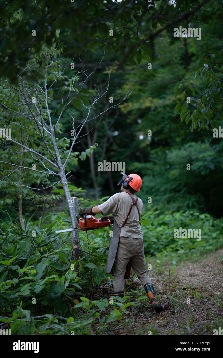 Japanese wood saw hi-res stock photography and images - Alamy