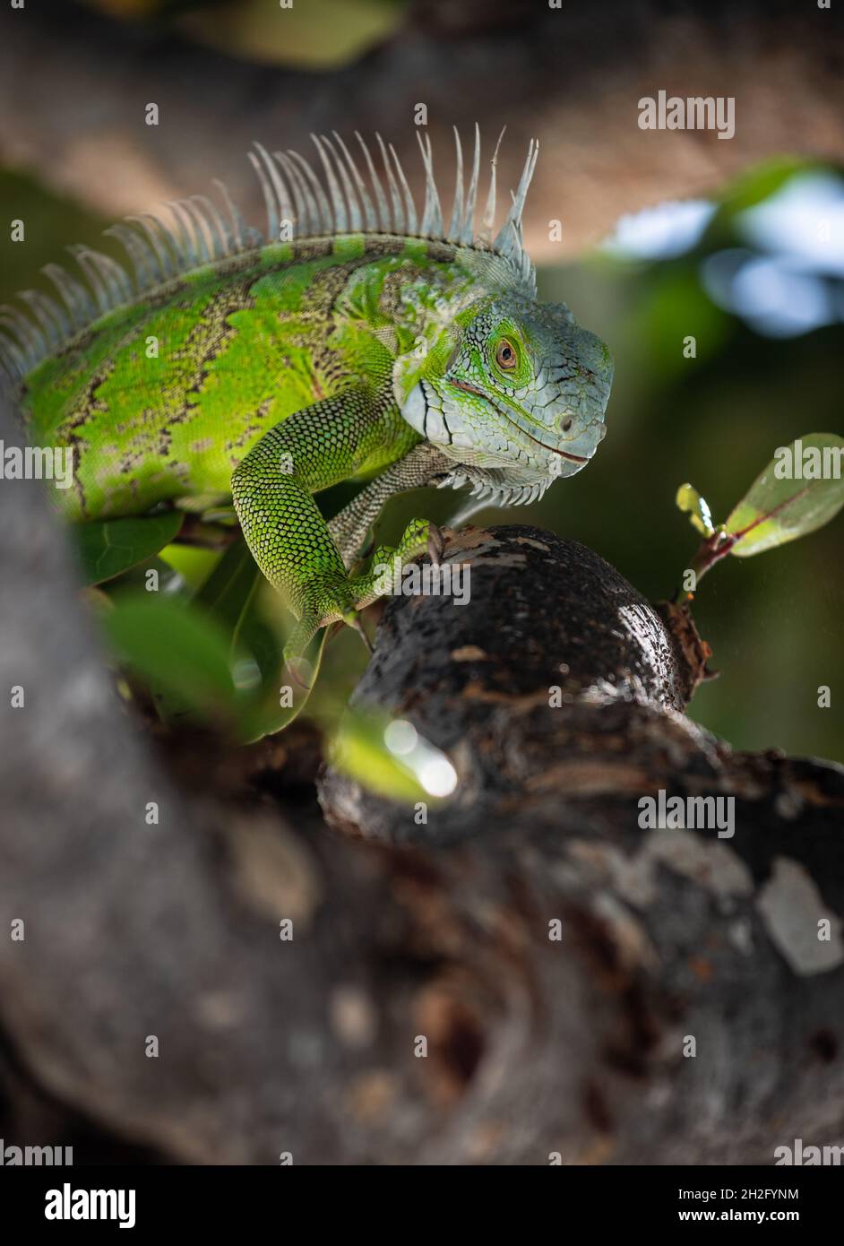 Lizard on the island of Sint Maarten in the Dutch Caribbean Stock Photo ...
