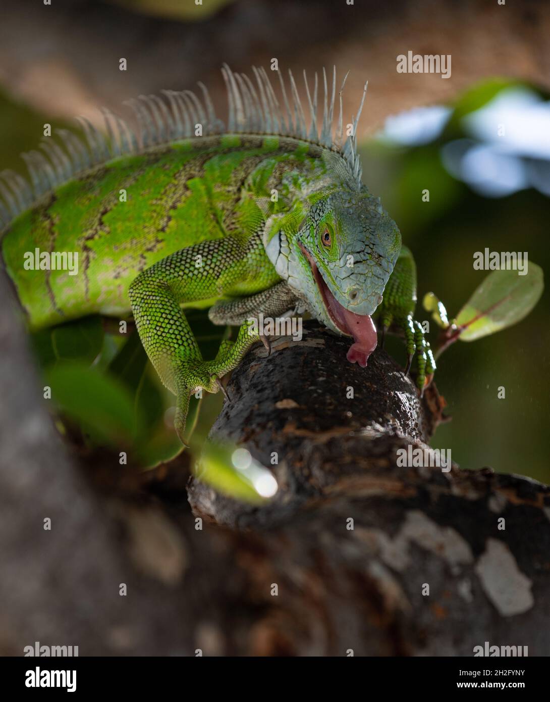 Lizard on the island of Sint Maarten in the Dutch Caribbean Stock Photo ...