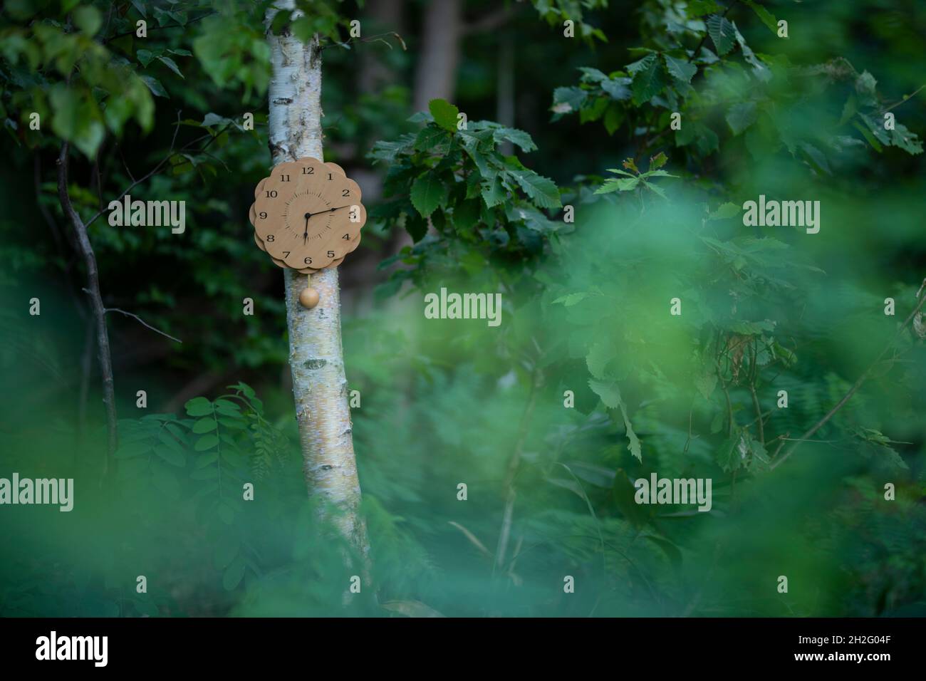 Clock tree in forest clock hi-res stock photography and images - Alamy