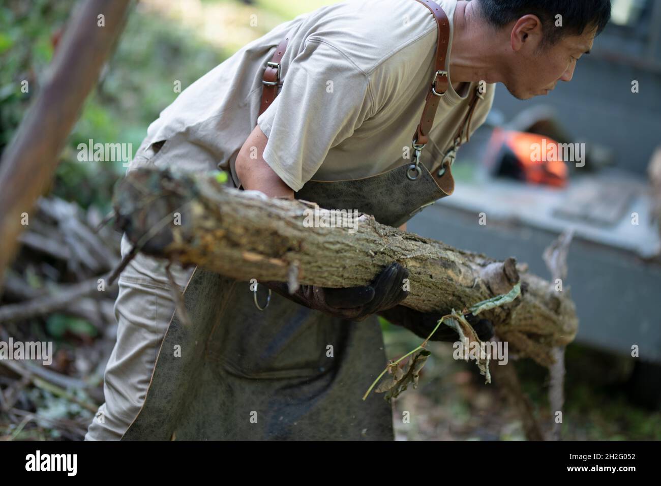 Man Collecting Logs Stock Photo - Alamy