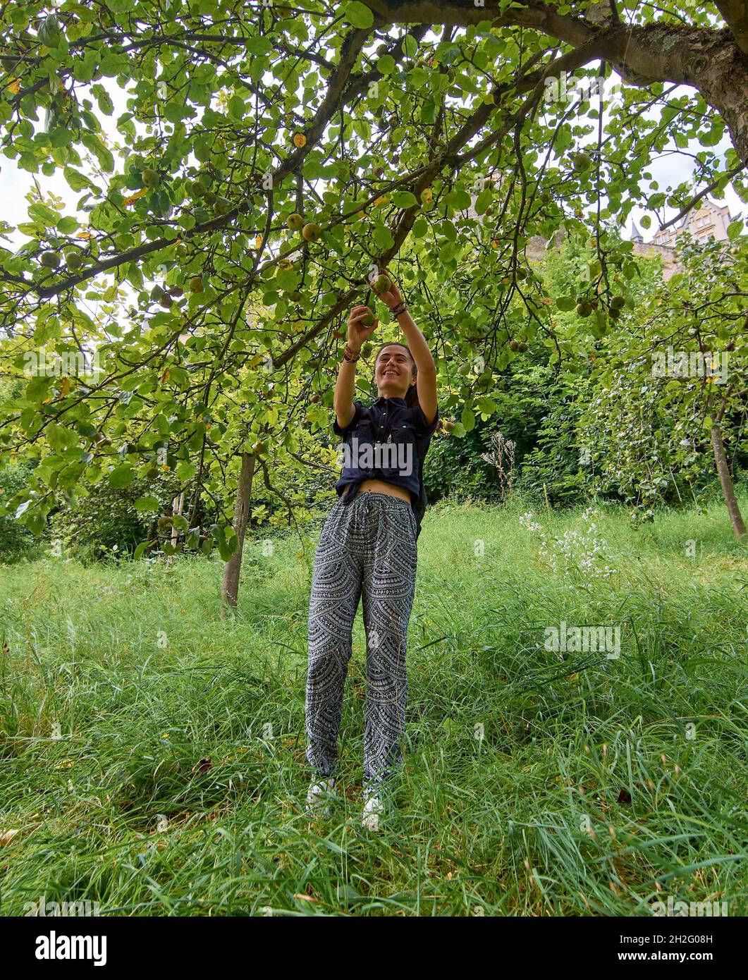 Vertical shot of a girl reaping fruits from a tree in the green garden ...