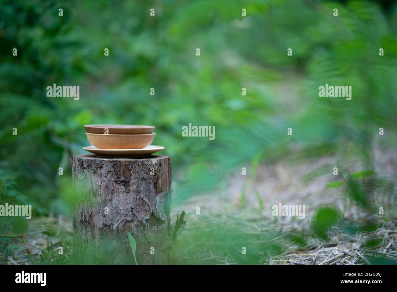 Plate in Forest Stock Photo - Alamy