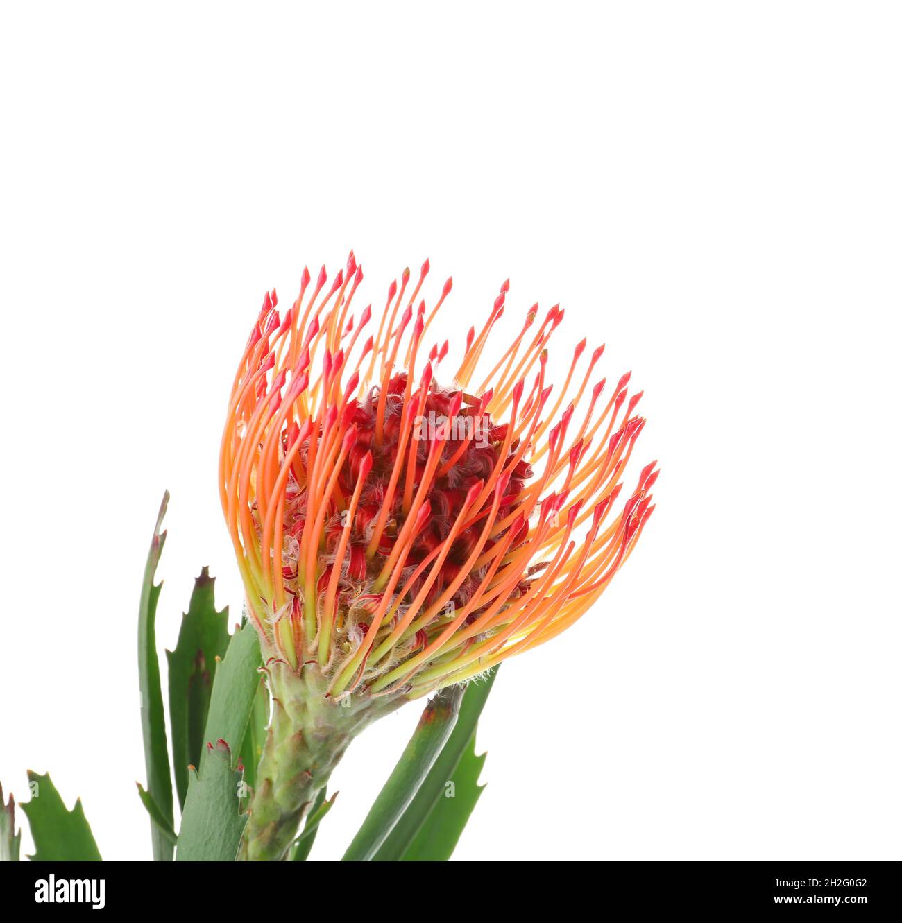 Beautiful protea flower on white background. Tropical plant Stock Photo ...