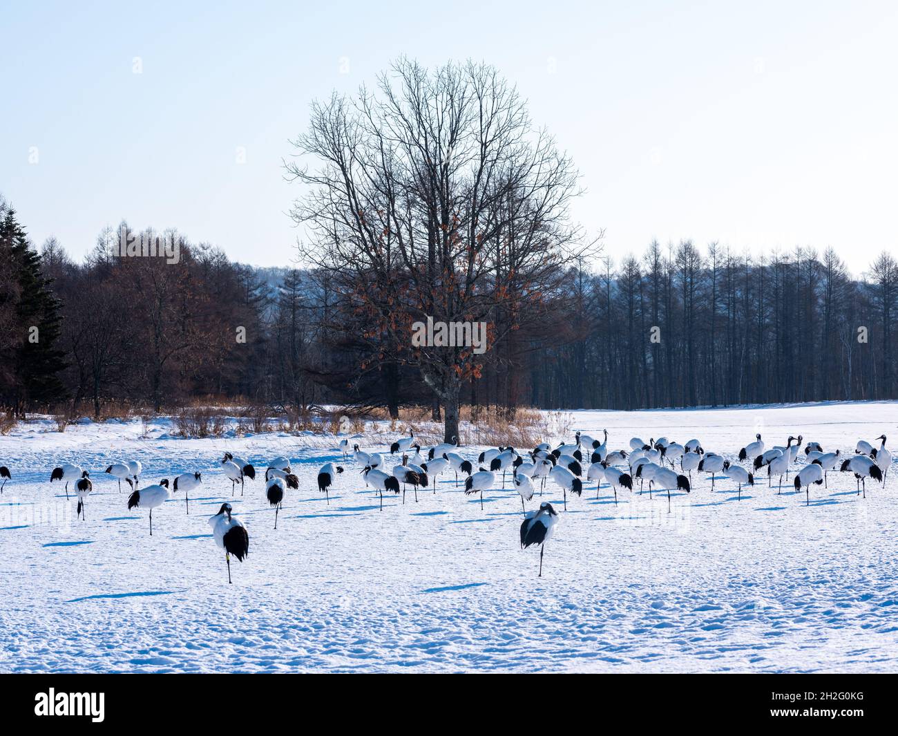 Flock of Cranes Stock Photo - Alamy