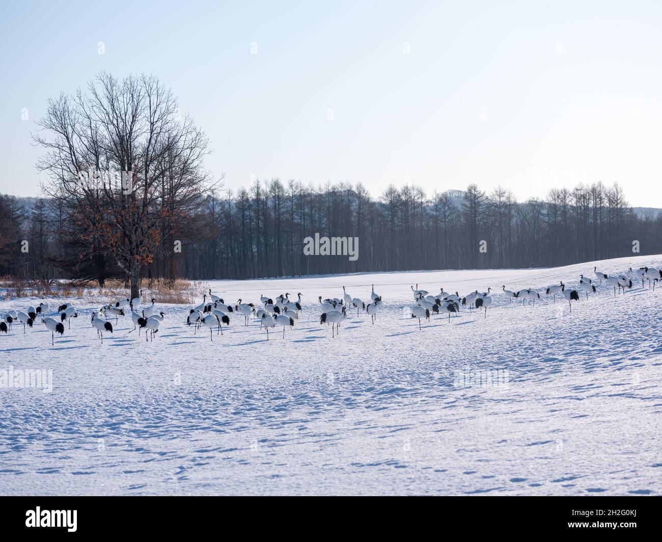 Flock of Cranes Stock Photo - Alamy