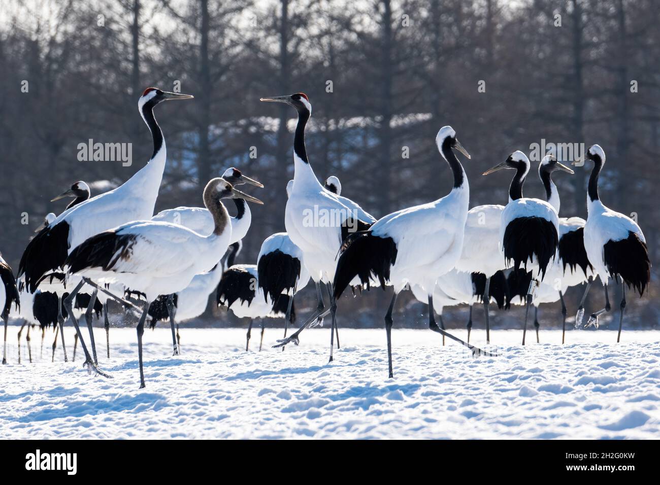 Flock of Cranes Stock Photo - Alamy