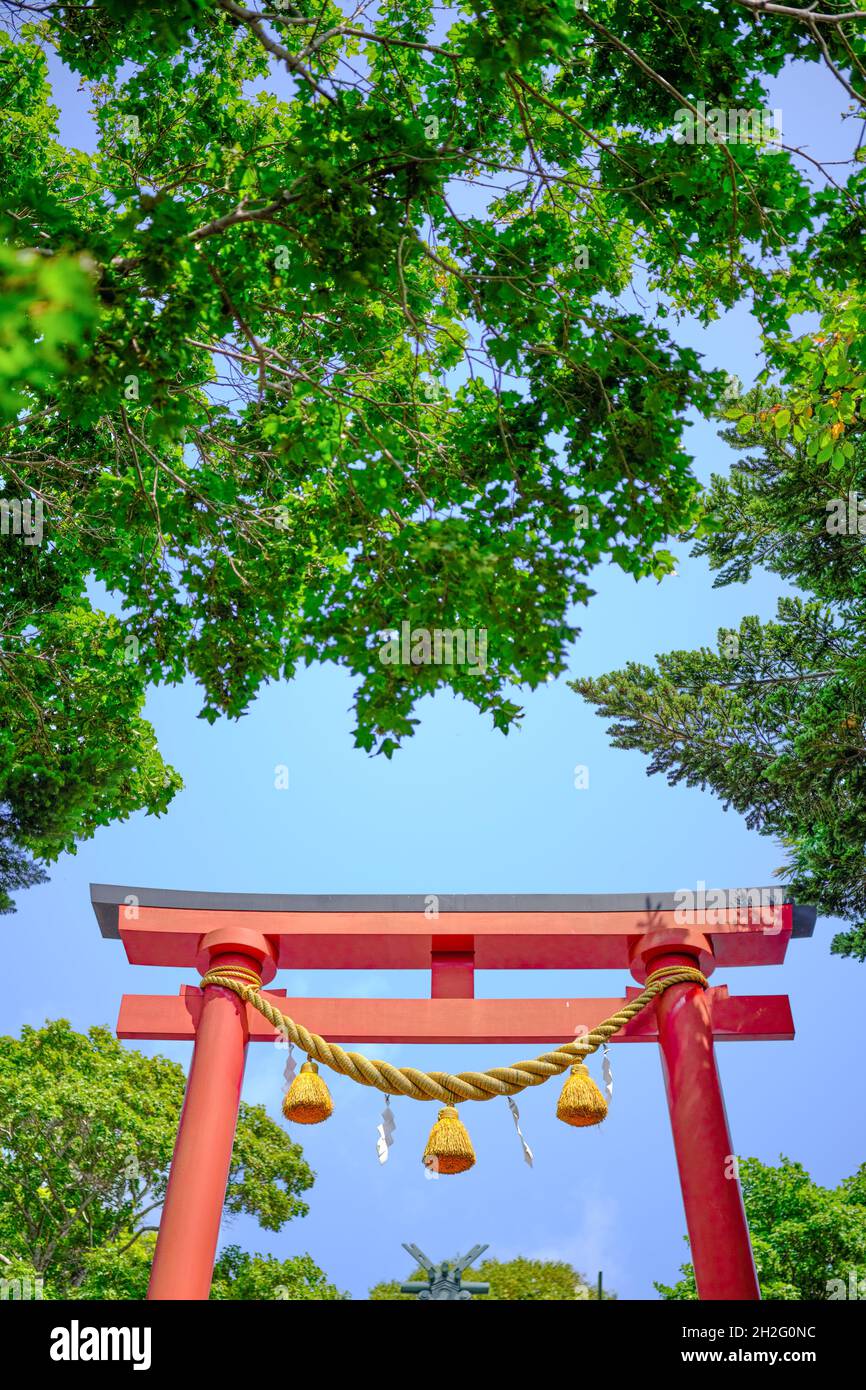 Torii Gate in Forest Stock Photo - Alamy