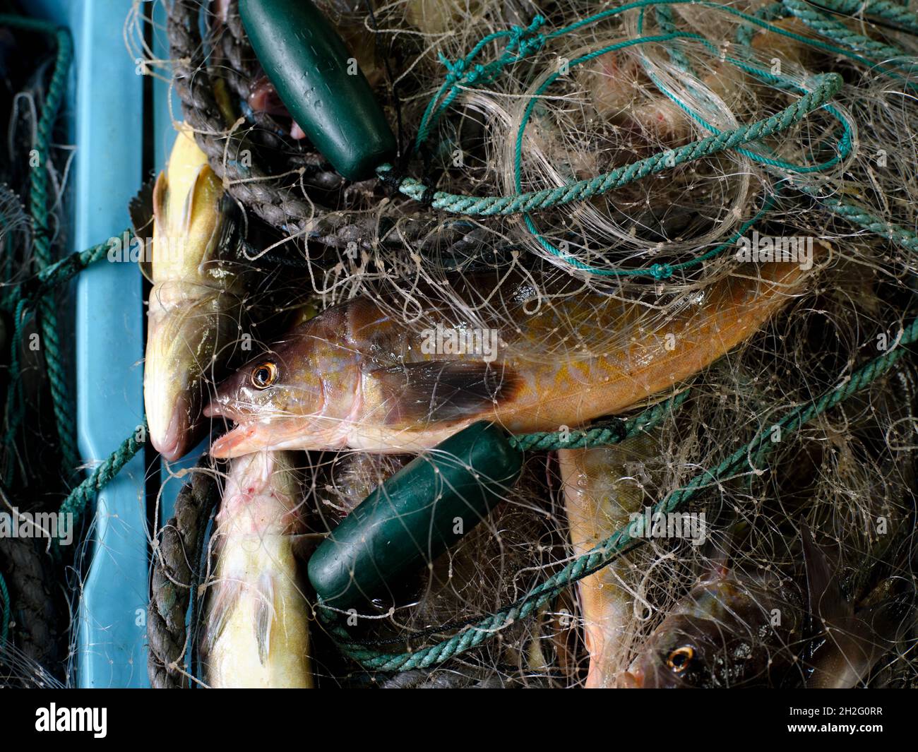 Fishing Okhotsk Atka Mackerel Stock Photo - Alamy
