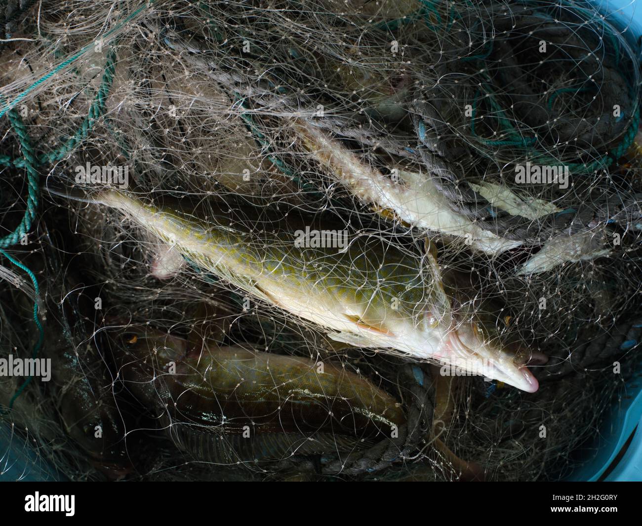 Okhotsk atka mackerel hi-res stock photography and images - Alamy