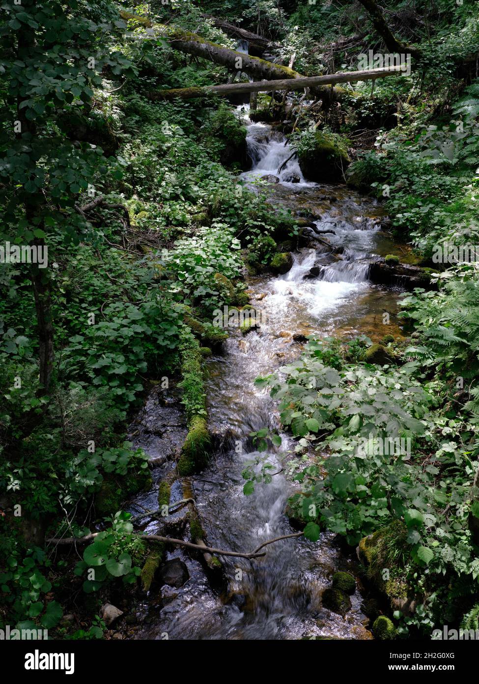 Creek in Forest Stock Photo - Alamy