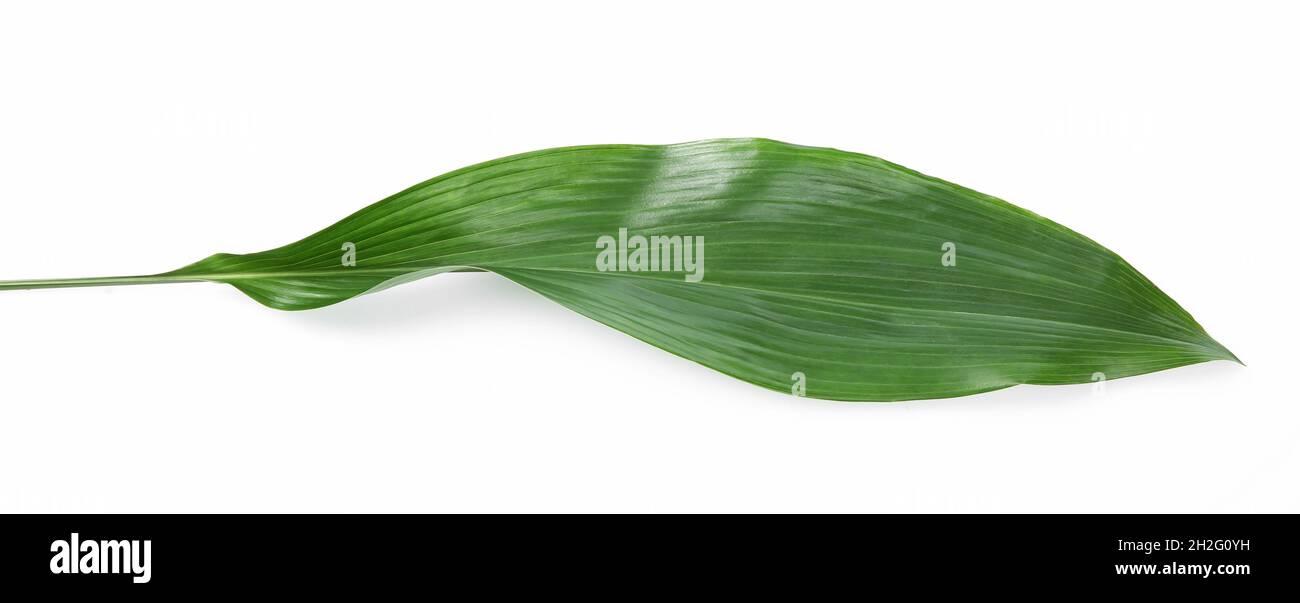 Aspidistra Leaves High Resolution Stock Photography and Images - Alamy