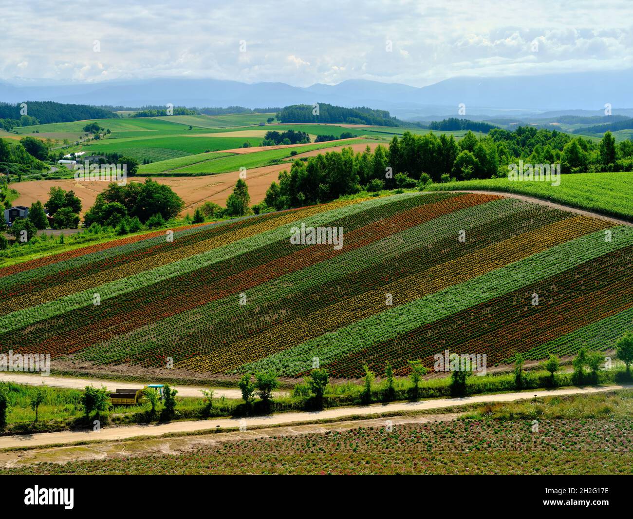 Large Flower Field Stock Photo - Alamy