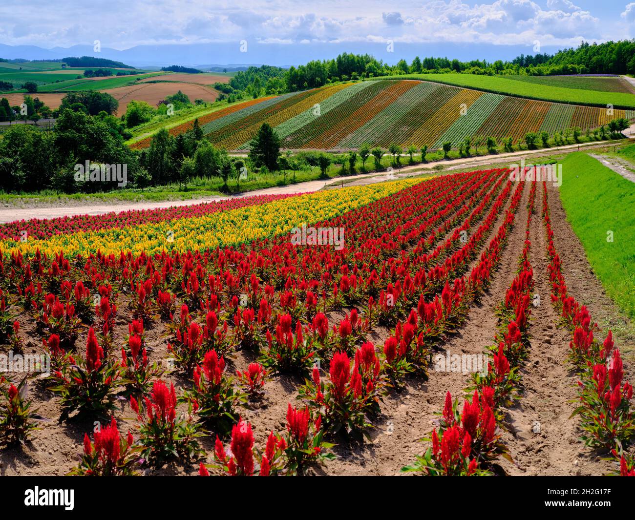 Large Flower Field Stock Photo - Alamy
