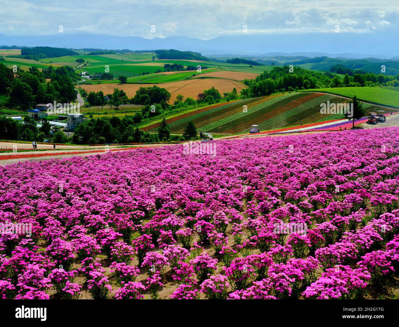 Large Flower Field Stock Photo - Alamy