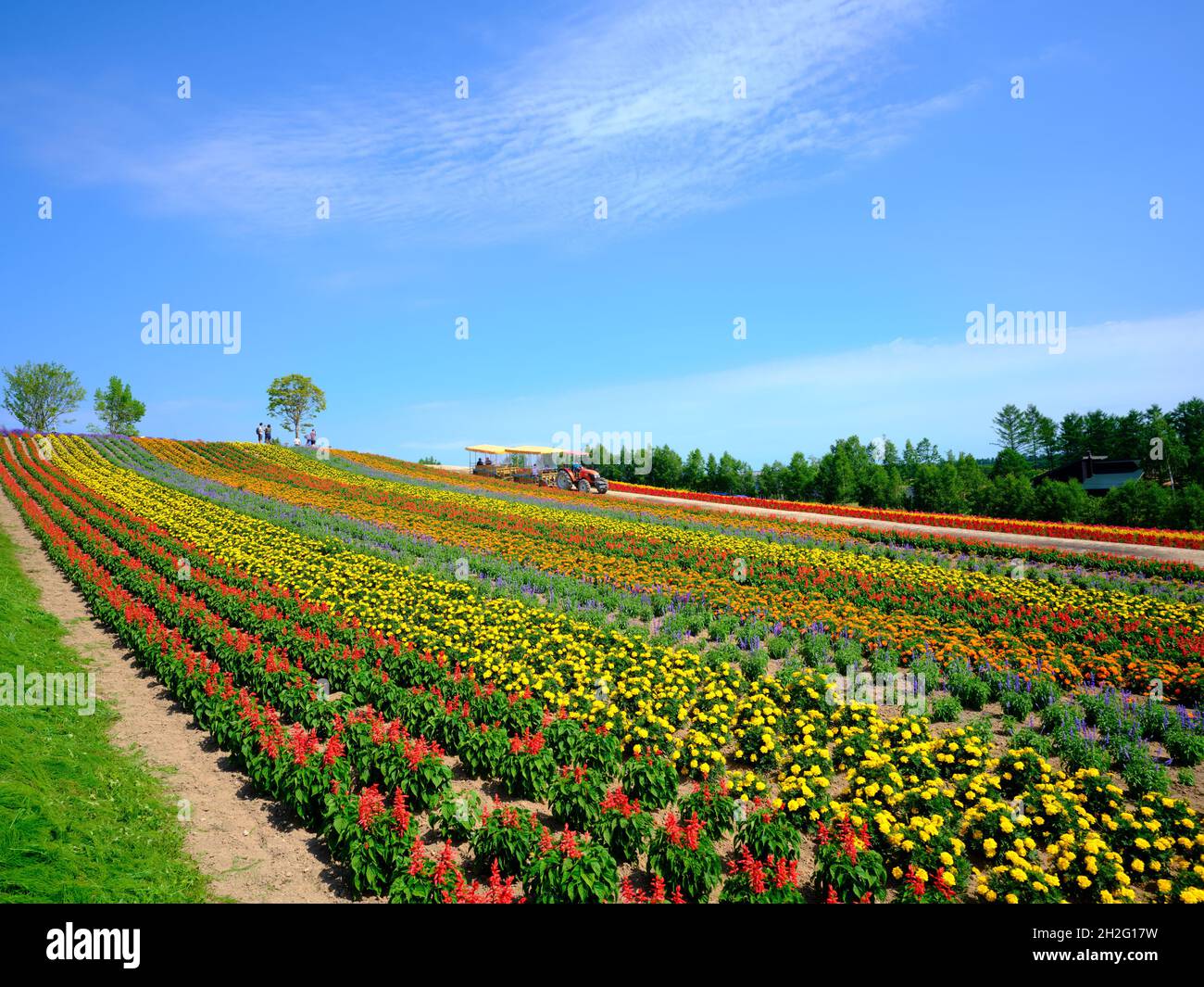 Large Flower Field Stock Photo - Alamy